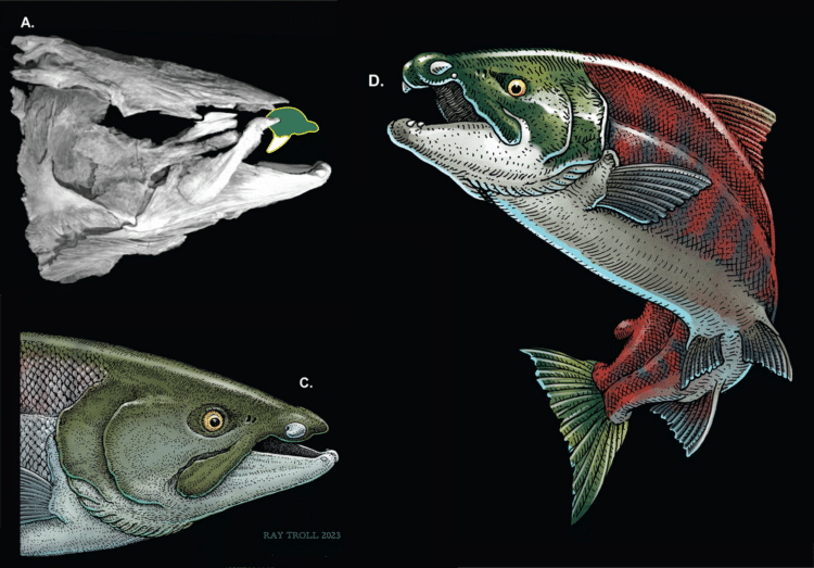 Палеонтологи пересмотрели строение гигантских саблезубых лососей