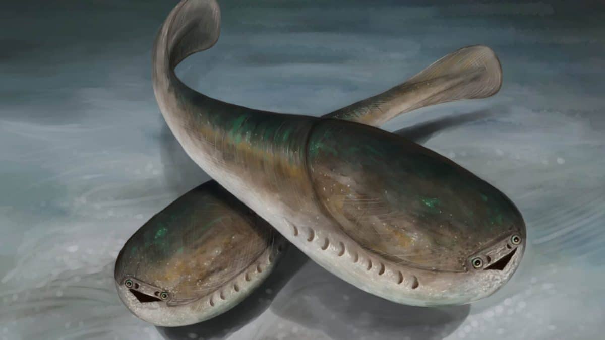 Древние бесчелюстные активно изнашивали свой ротовой аппарат