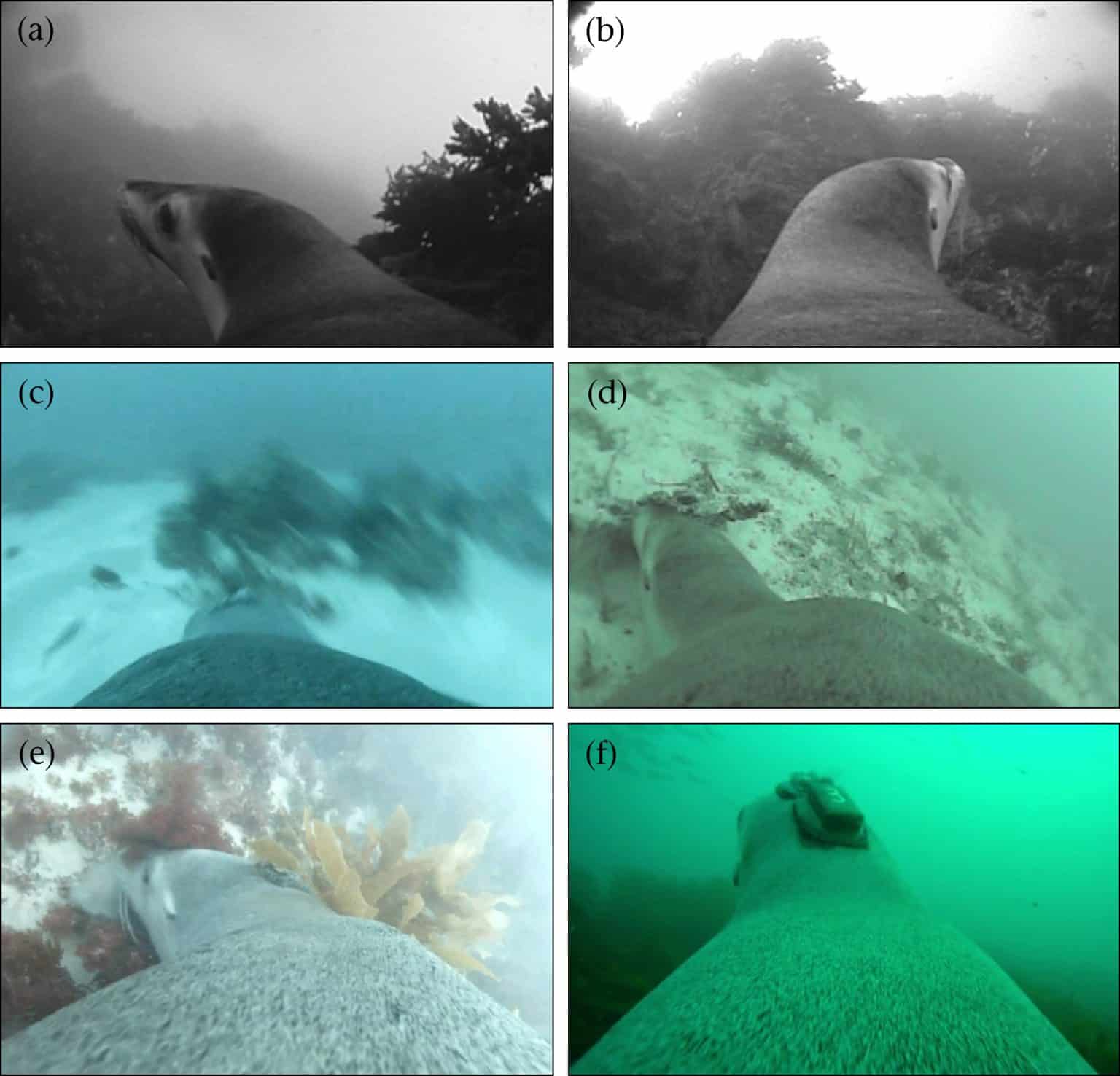 Австралийские морские львы засняли новые тактики собственной охоты