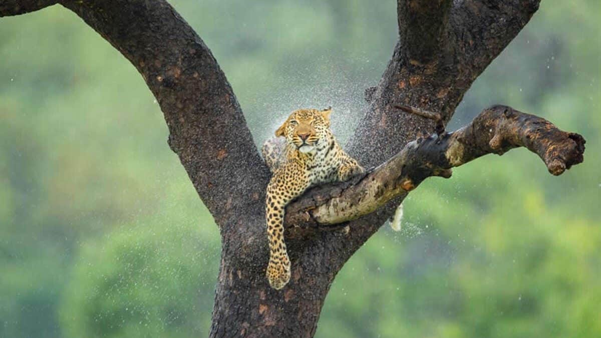 Объявлены победители фотоконкурса Africa Geographic Photographer of the ...